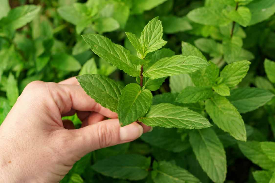 Reyhan Bitkisi Nedir? Faydaları Nelerdir? - Fitoterapi ve Sağlık